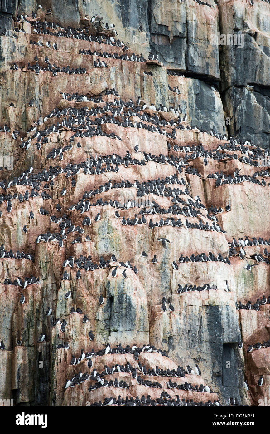 Sea bird nesting cliffs at Aalkefjellet Spitsbergen; Svalbard, home to ...
