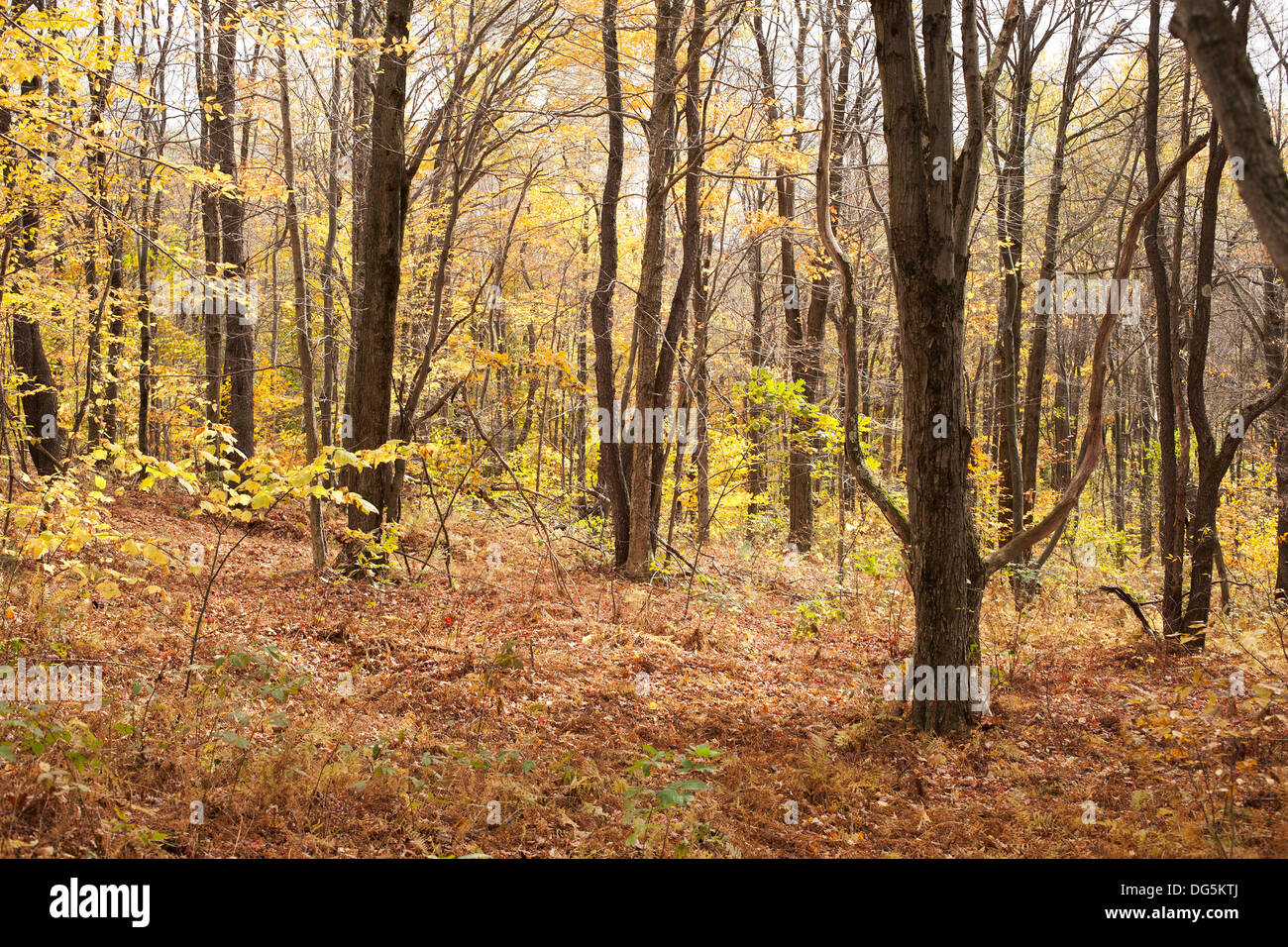 Woodsy fall view along a trail at Mount Greylock State Park in ...