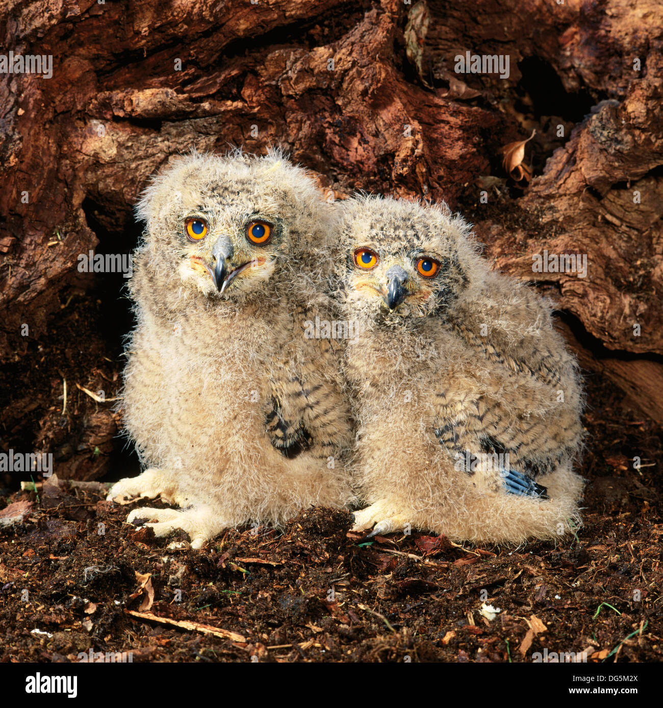 Eurasian eagle owl pair hi-res stock photography and images - Alamy