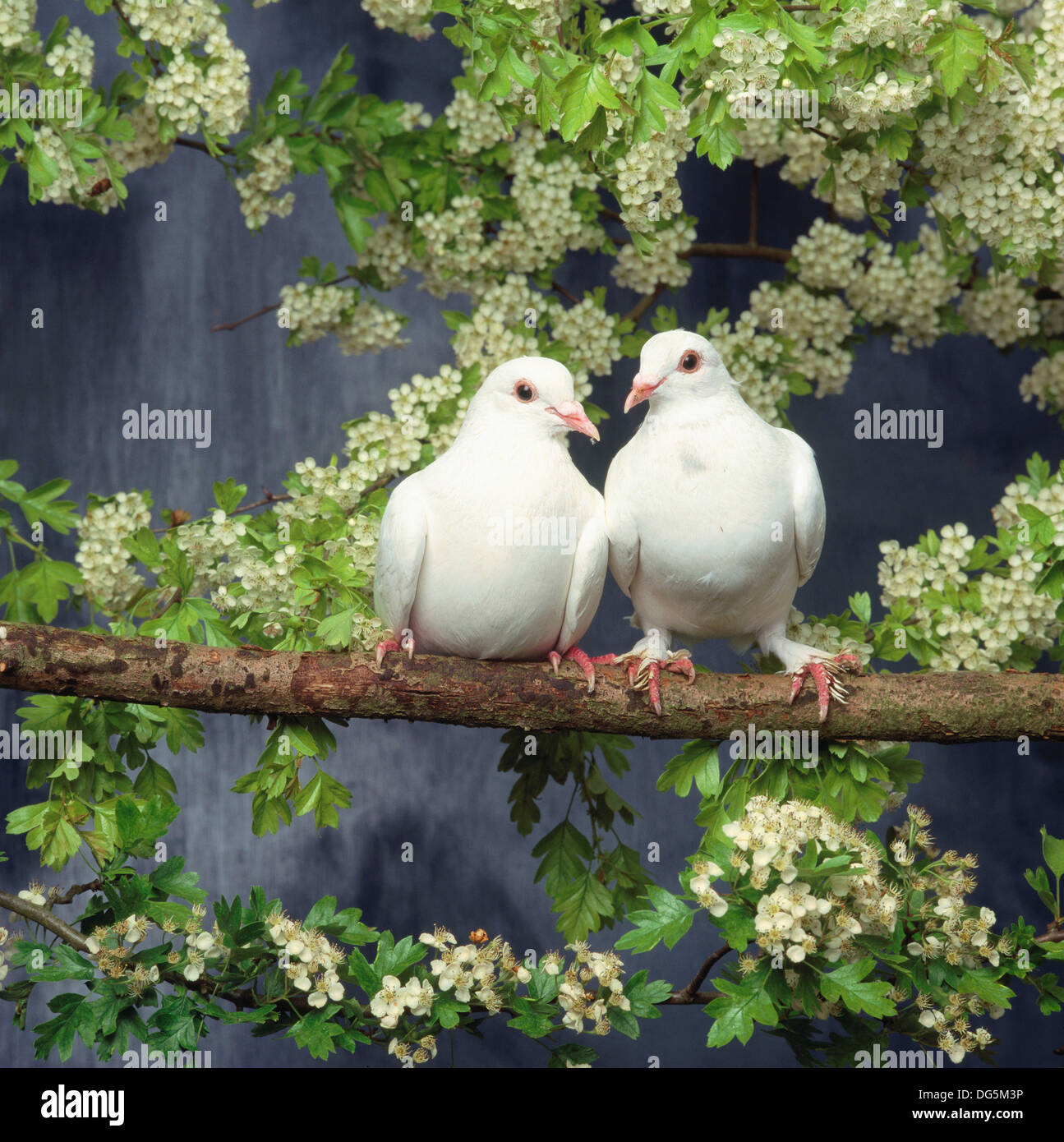 Two doves image hi-res stock photography and images - Alamy