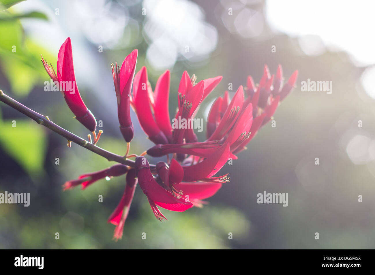 Erythrina variegata hi-res stock photography and images - Alamy