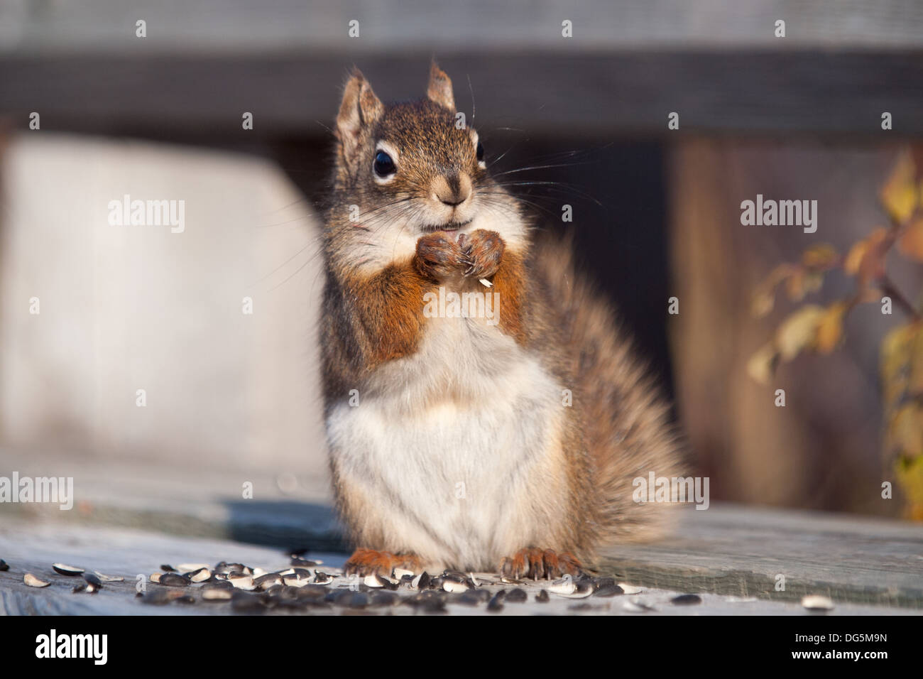 Big Squirrel High Resolution Stock Photography and Images - Alamy