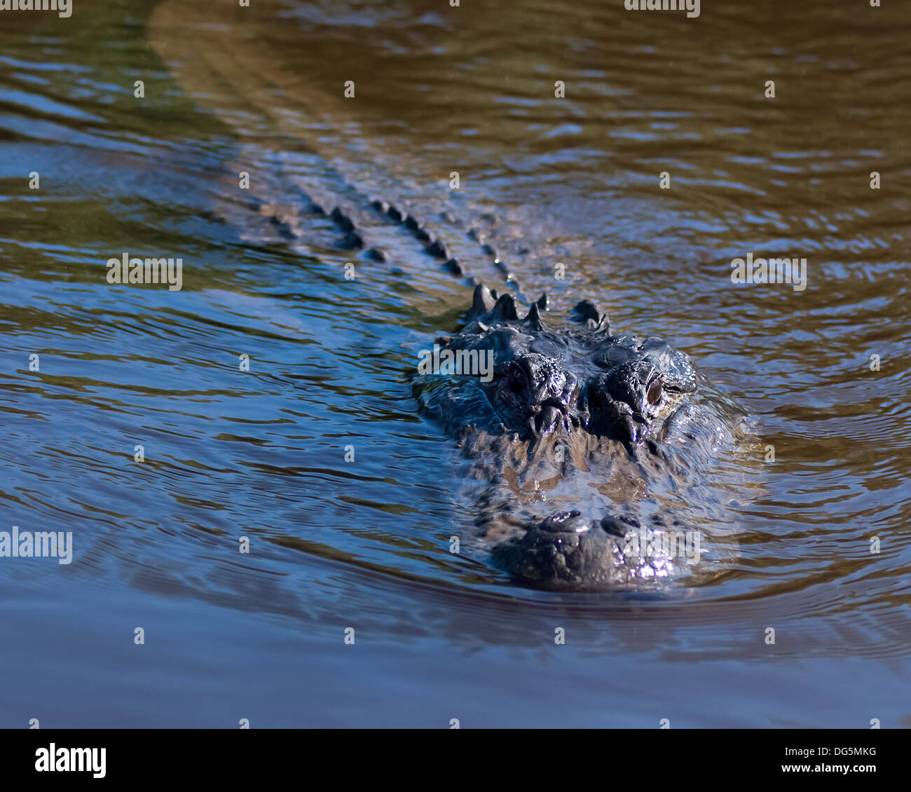 An alligator swims through the water looking for food Stock Photo - Alamy