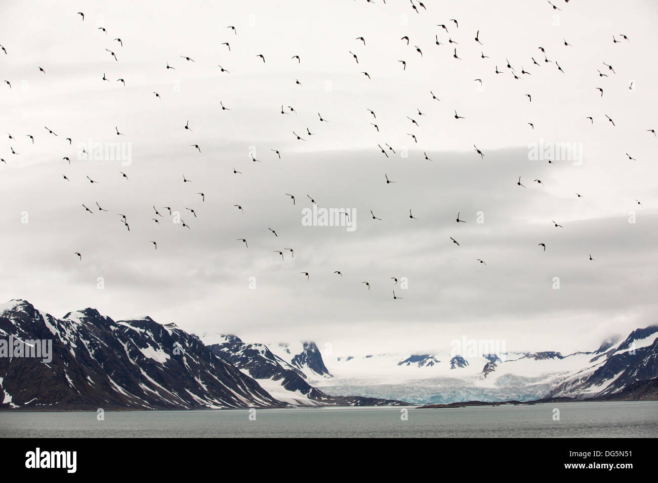 Little Auks or Dovekie (Alle alle) flying over a nesting colony and ...