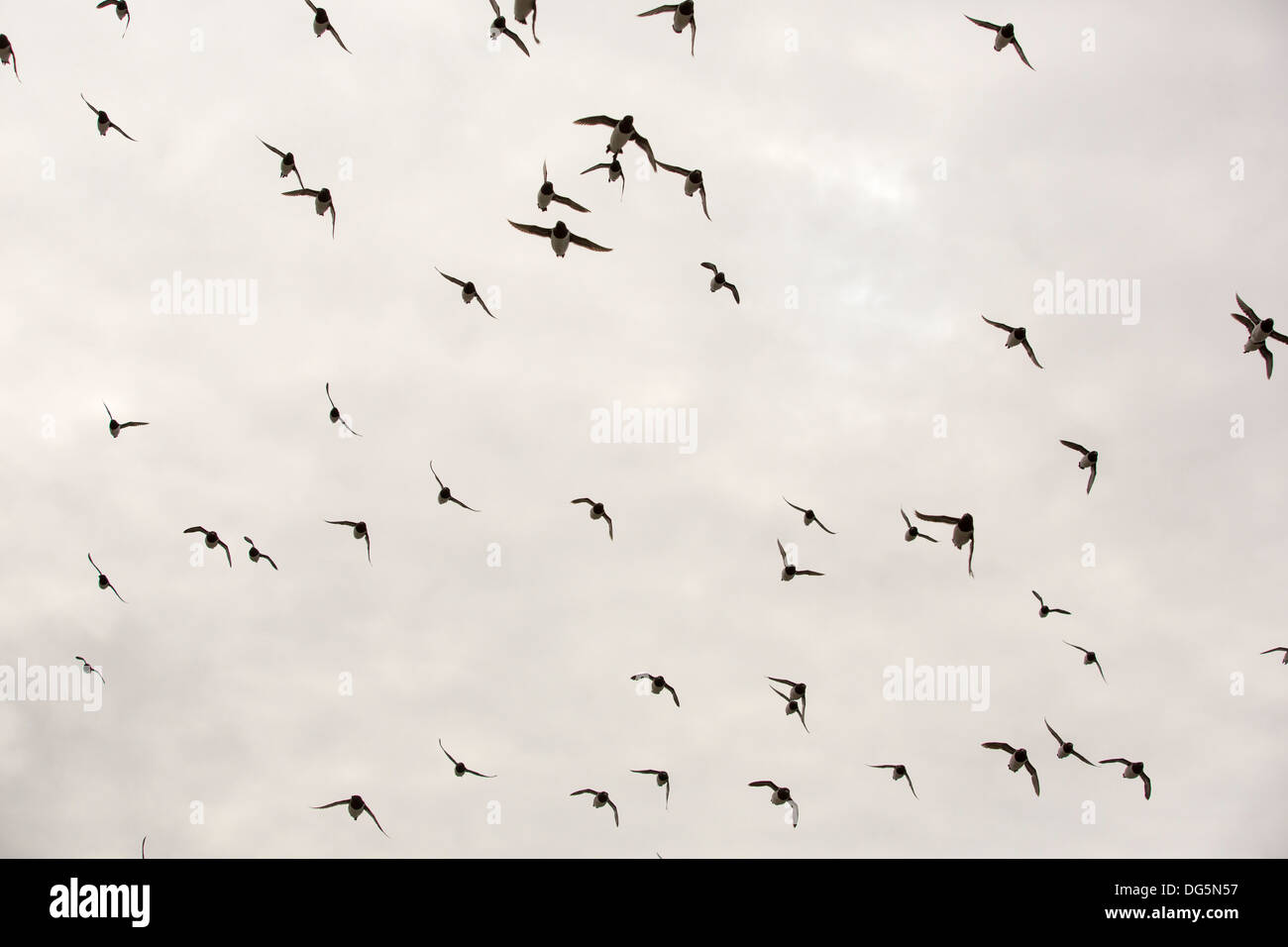Little Auks or Dovekie (Alle alle) flying over a nesting colony and ...