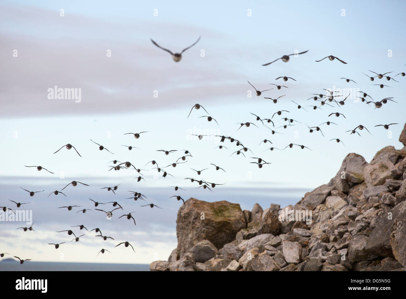 Little Auks or Dovekie (Alle alle) flying over a nesting colony and ...