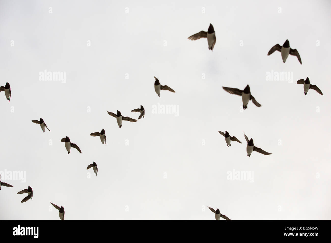 Auk Flock High Resolution Stock Photography and Images - Alamy