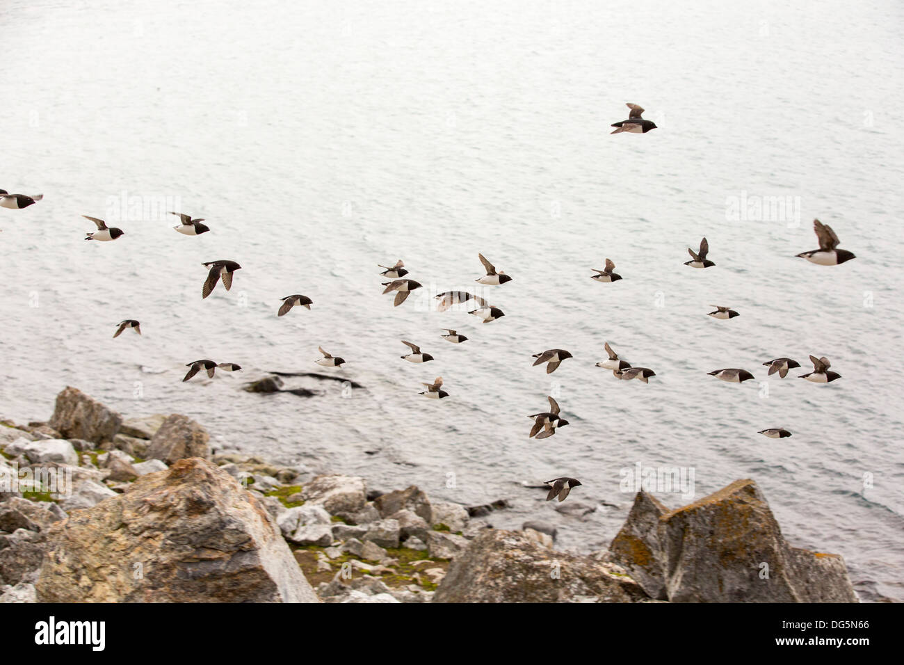 Little Auks or Dovekie (Alle alle) flying over a nesting colony and ...