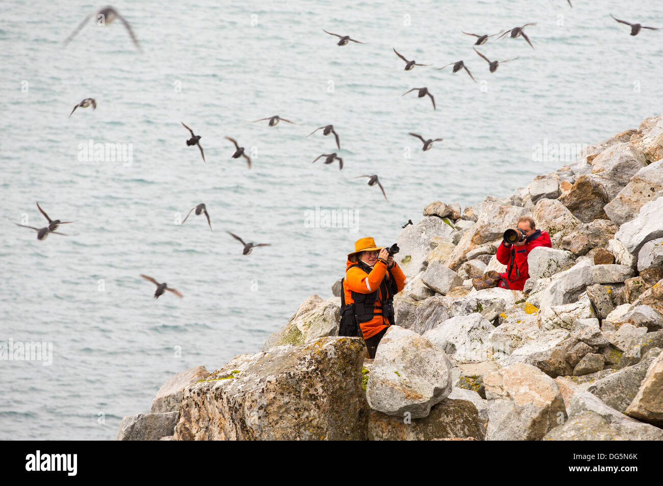 Little Auks or Dovekie (Alle alle) flying over a nesting colony and ...