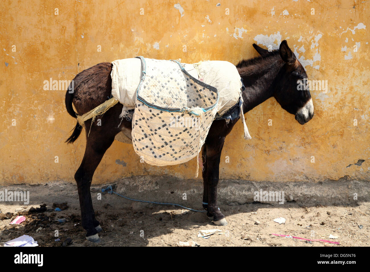 African Donkey with yellow wall of old house Stock Photo - Alamy