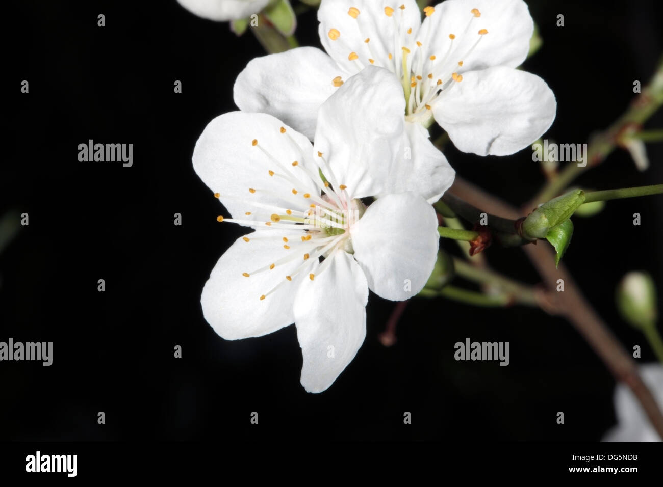 Prunus genus hi-res stock photography and images - Alamy