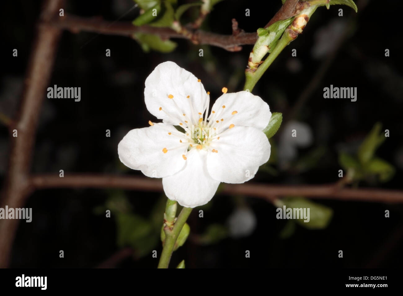 Prunus genus hi-res stock photography and images - Alamy