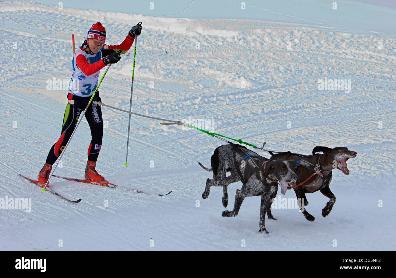 Pirena. skijorer. Sled dog race in the Pyrenees going through Spain ...