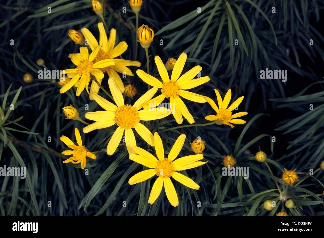 De Hoop euryops flowers - Euyops linearis - Family Asteraceae Stock ...