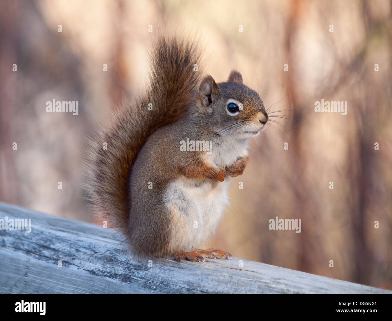 American red squirrel hi-res stock photography and images - Alamy
