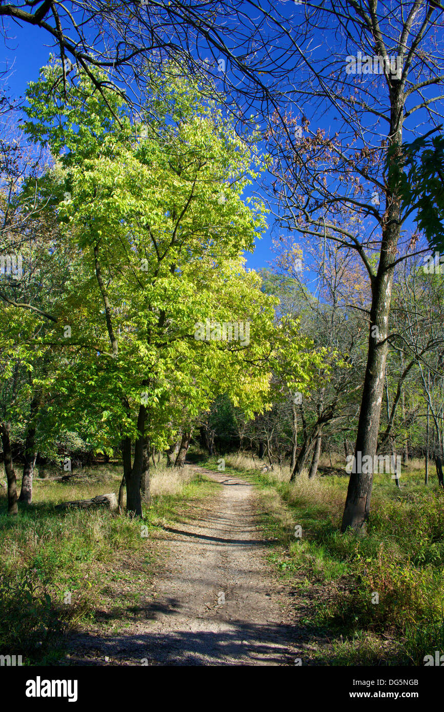 Open Deciduous Forest High Resolution Stock Photography and Images - Alamy