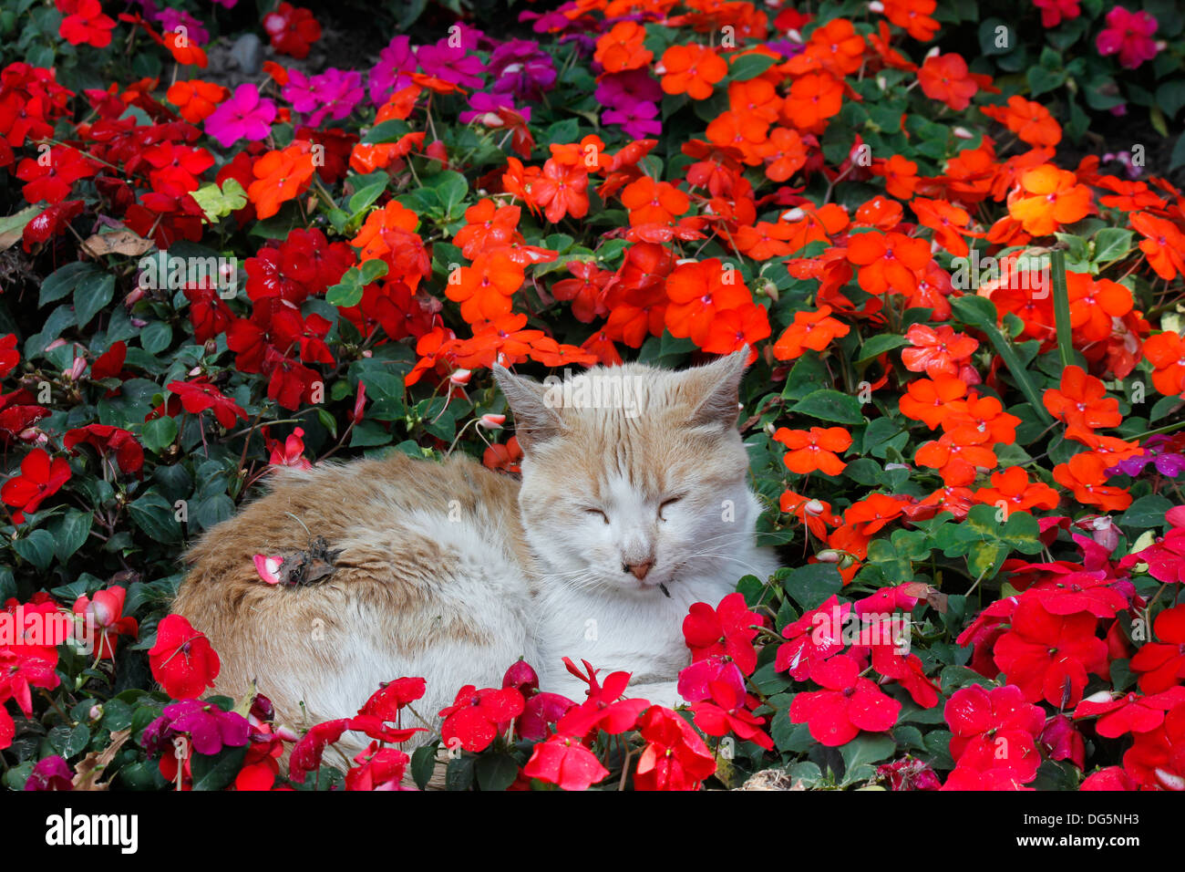 Cat asleep in a flower bed Stock Photo - Alamy