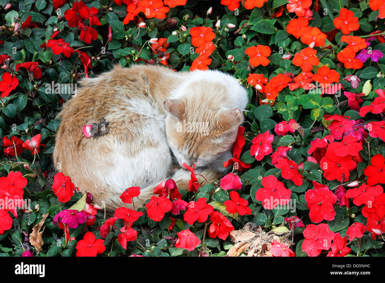Cat asleep in a flower bed Stock Photo - Alamy