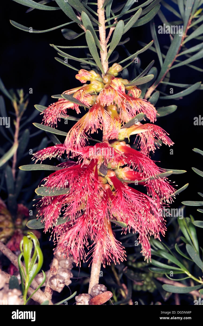 Claw flower hi-res stock photography and images - Alamy