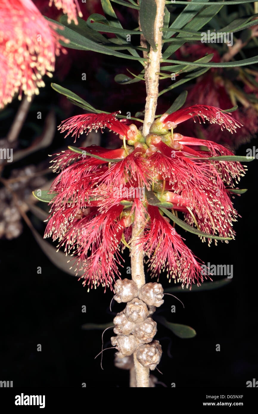 Claw flower hi-res stock photography and images - Alamy