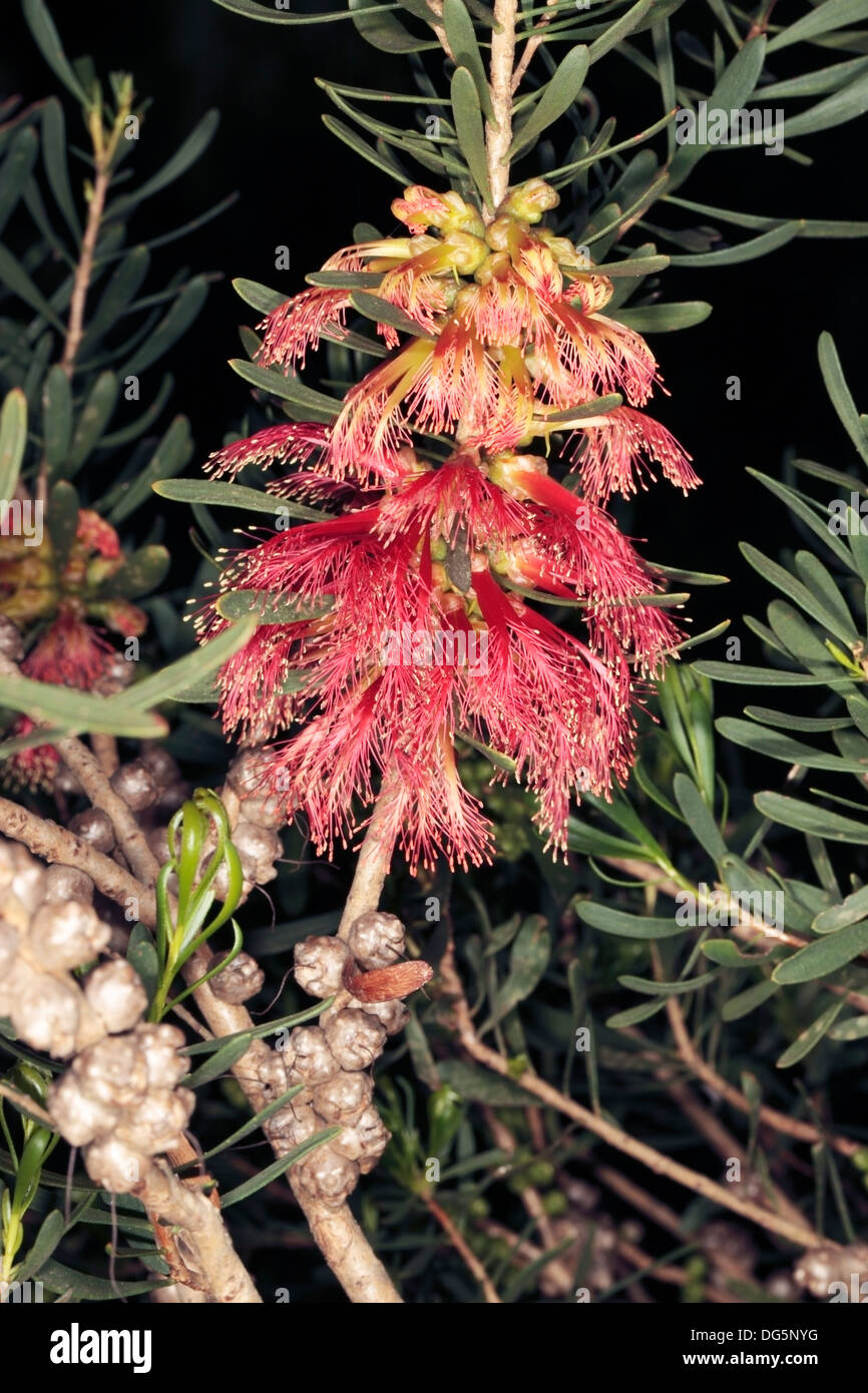 Claw flower hi-res stock photography and images - Alamy