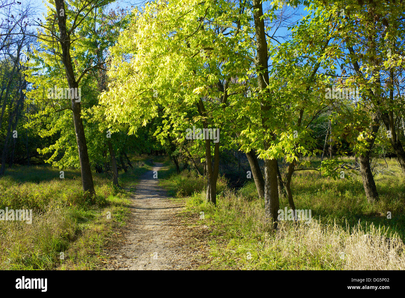 Path through open woods in autumn. Thatcher Woods Forest Preserve, Cook ...
