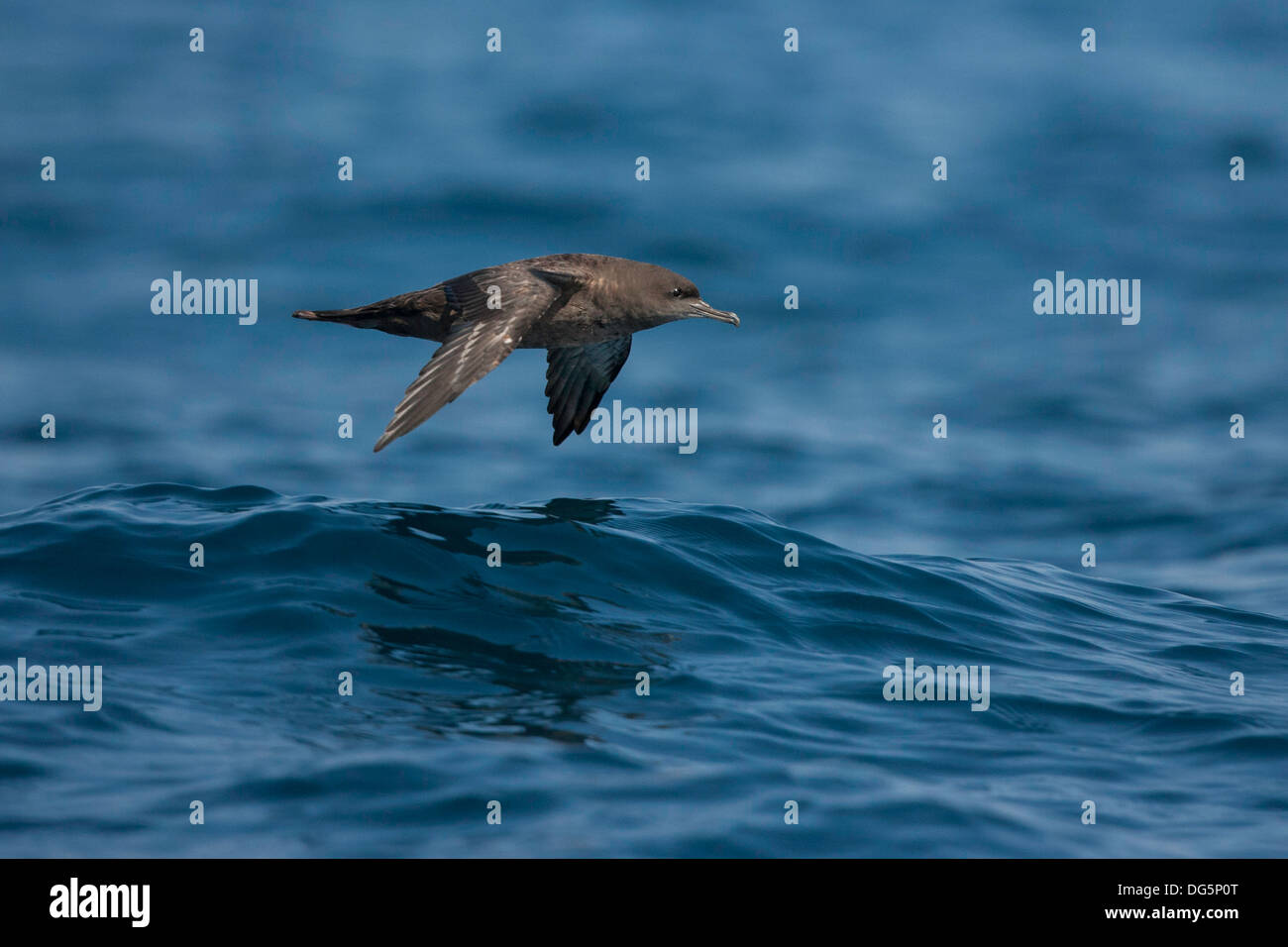 Sooty shearwater puffinus griseus hi-res stock photography and images ...