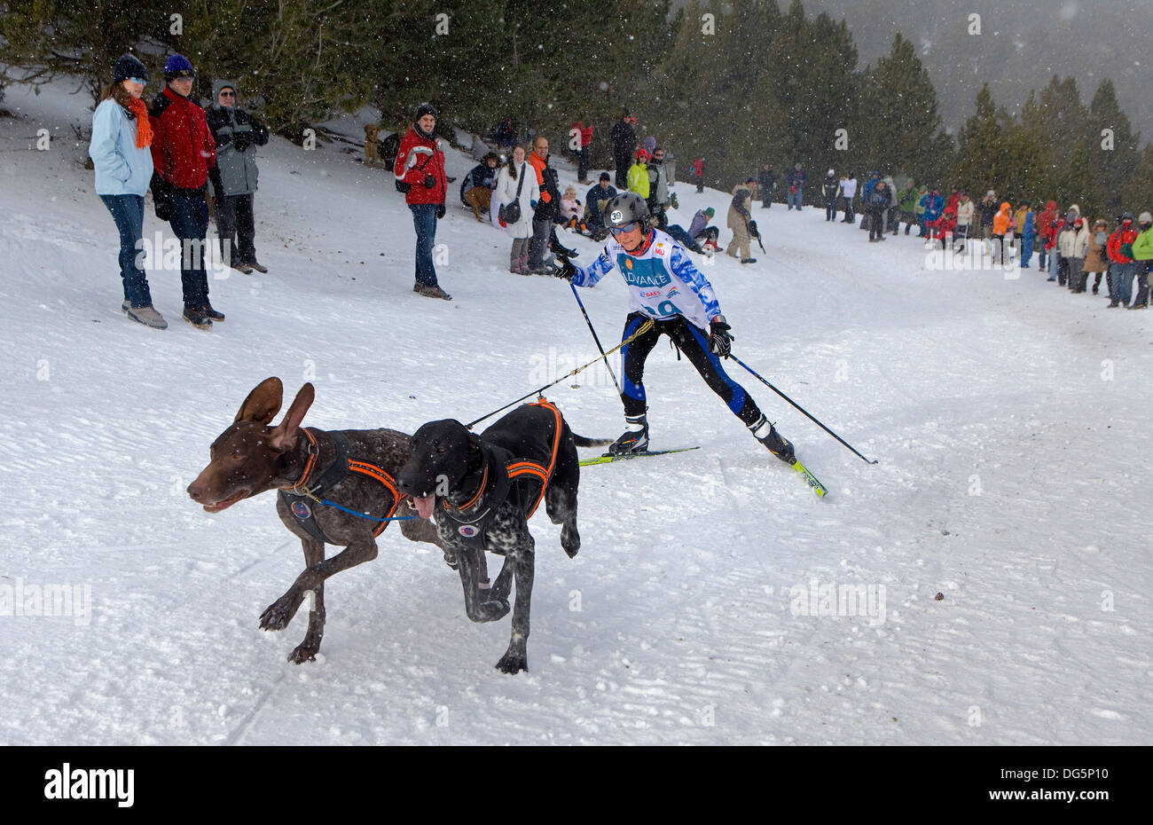 Pirena. skijorer. Sled dog race in the Pyrenees going through Spain ...