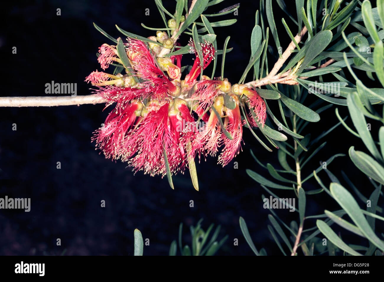 Claw flower hi-res stock photography and images - Alamy