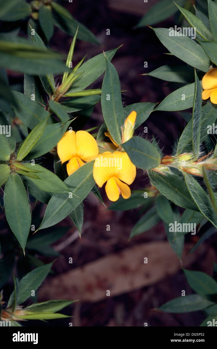 South Australian Native Yellow / Splendid Bush-pea [Bush Pea]- Pultenea ...
