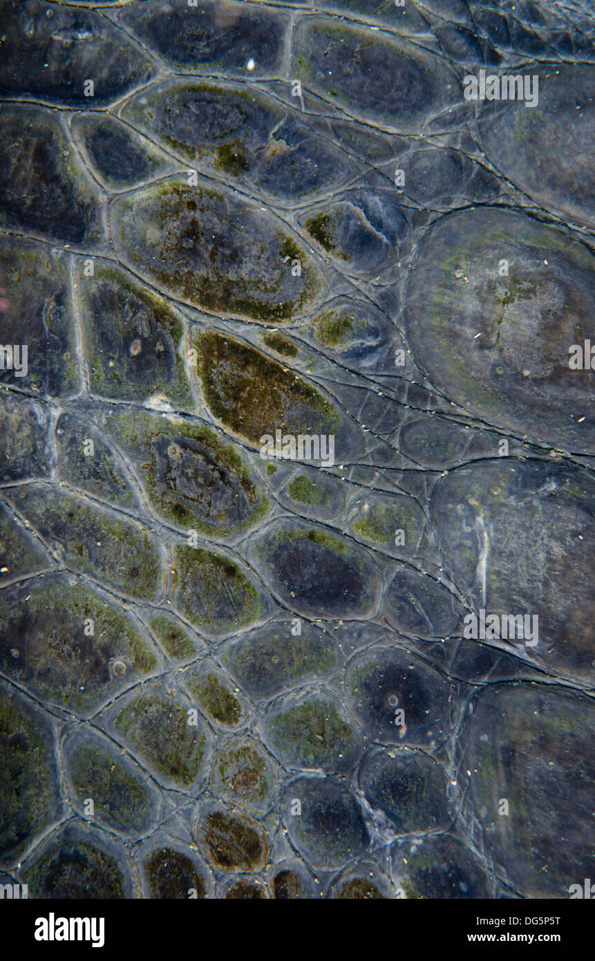 close up detail of green sea turtle skin. Species is chelonia mydas ...