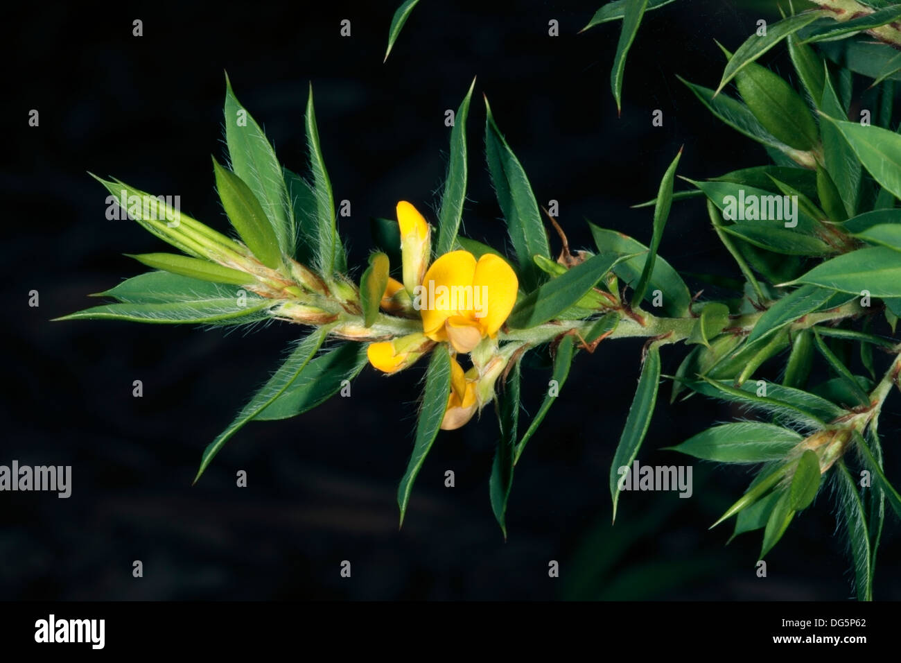 Yellow bush pea hi-res stock photography and images - Alamy
