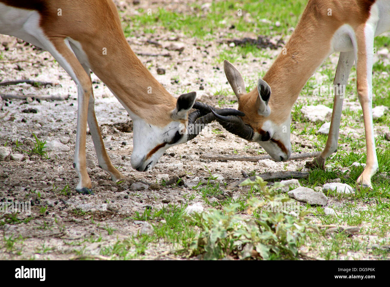 Springboks fighting at Ethosa National Park, Namibia Stock Photo - Alamy