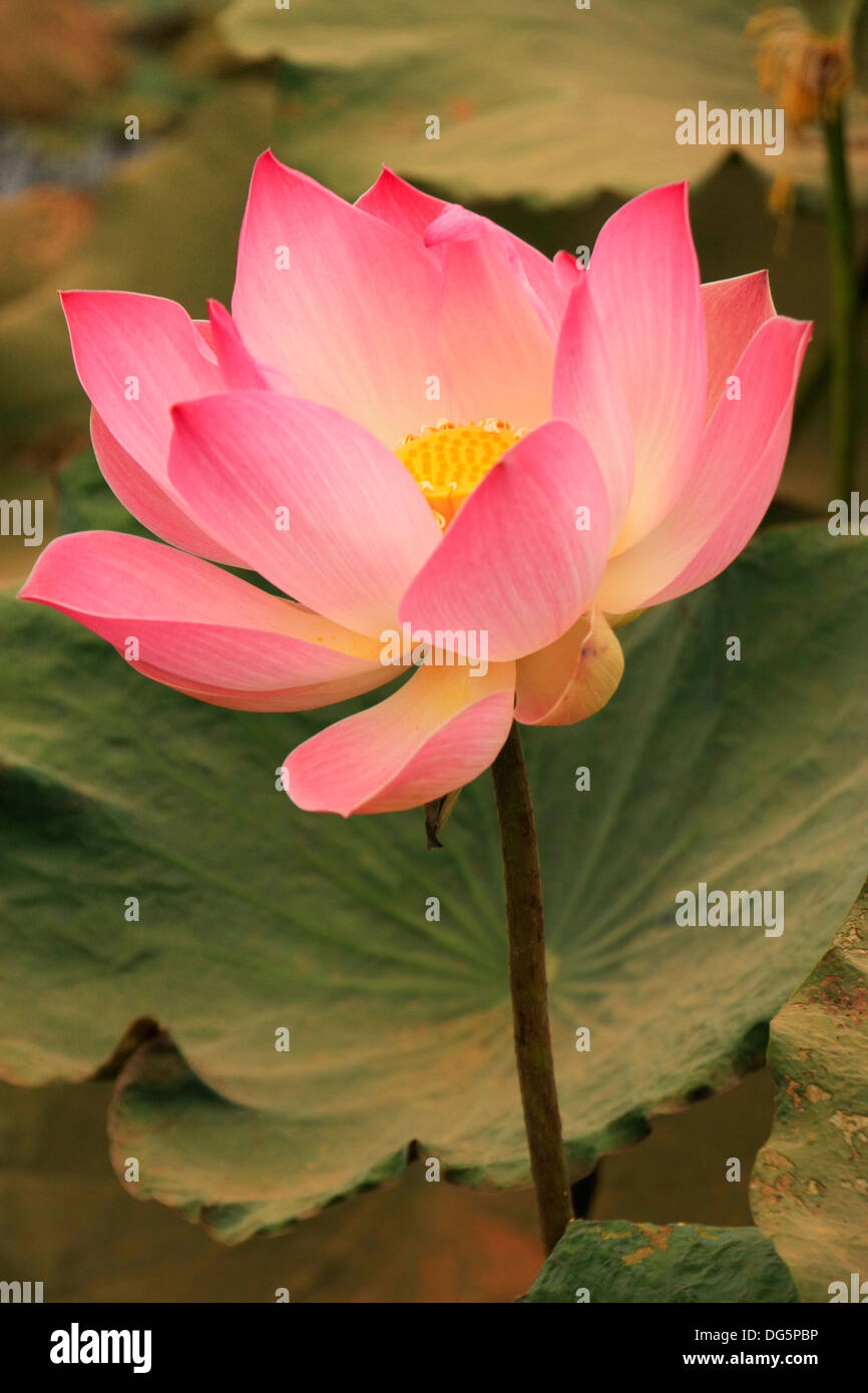 Lotus flower hi-res stock photography and images - Alamy