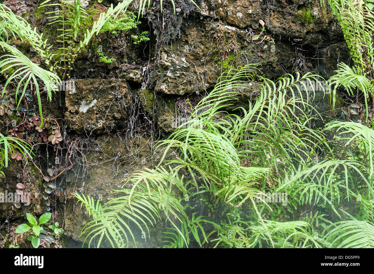 Fern with stone in Rainforest Stock Photo - Alamy