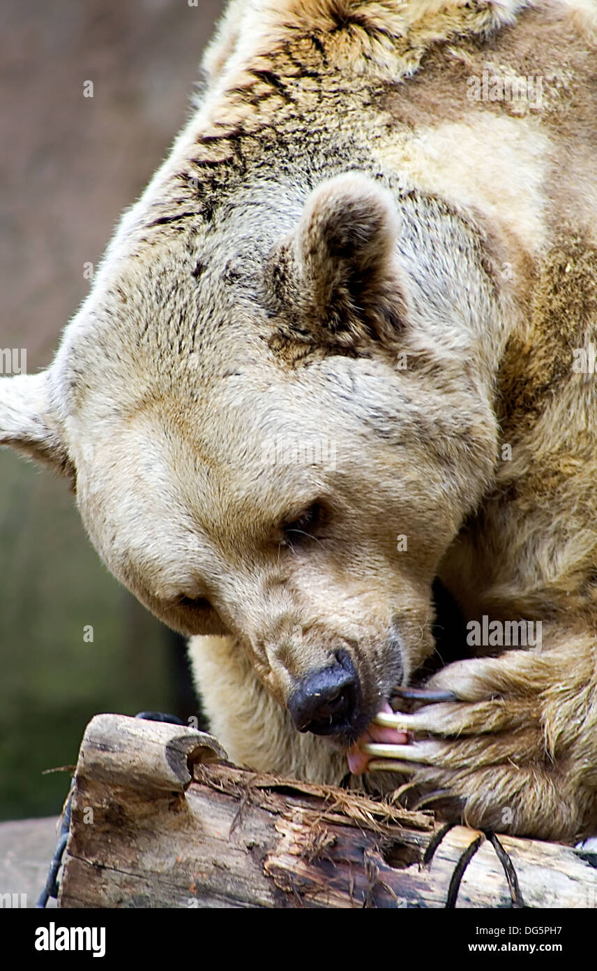 Bear lick hi-res stock photography and images - Alamy
