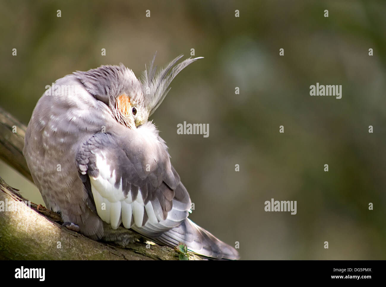 Close up grey bird hi-res stock photography and images - Alamy