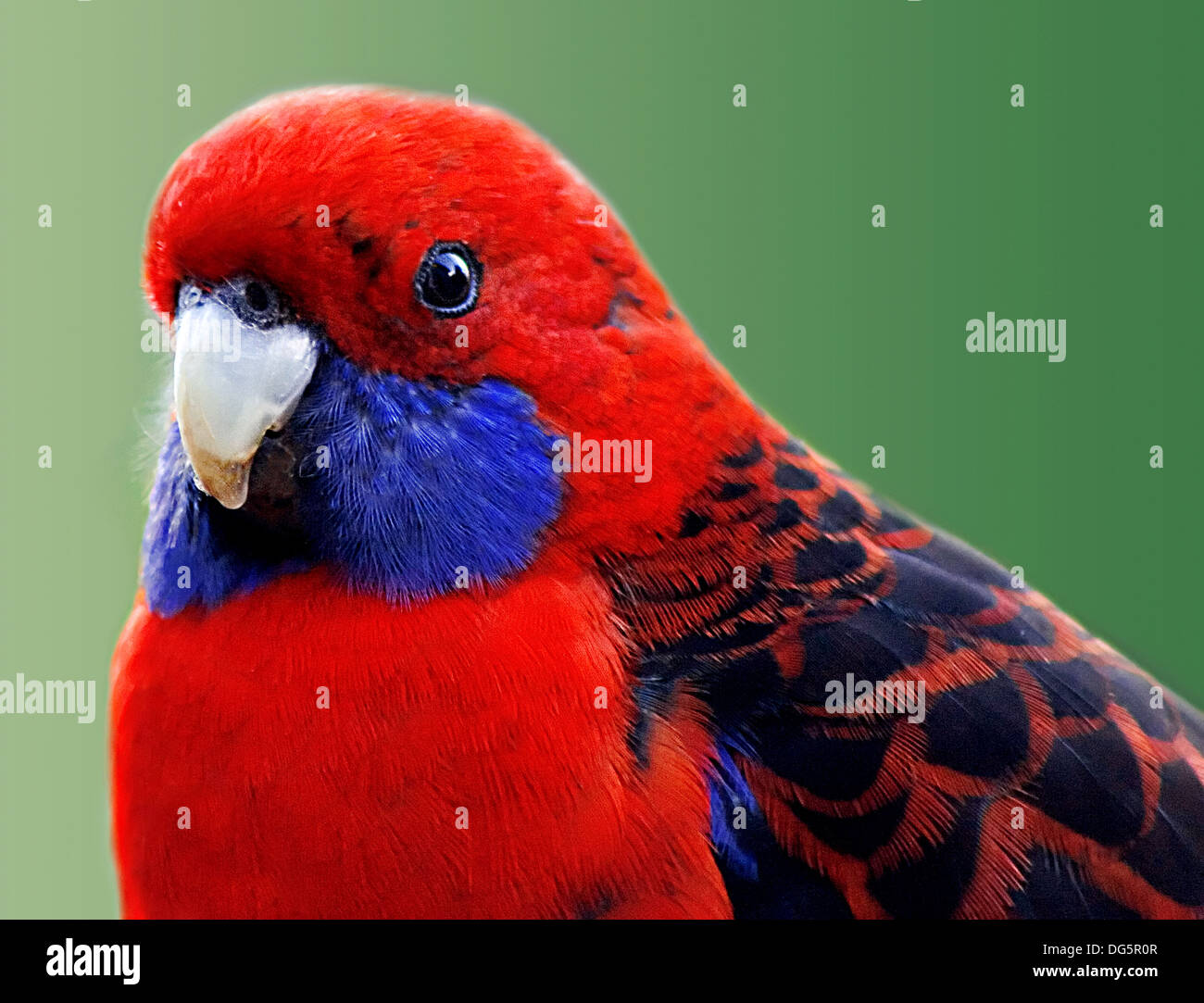Rosella photography hi-res stock photography and images - Alamy