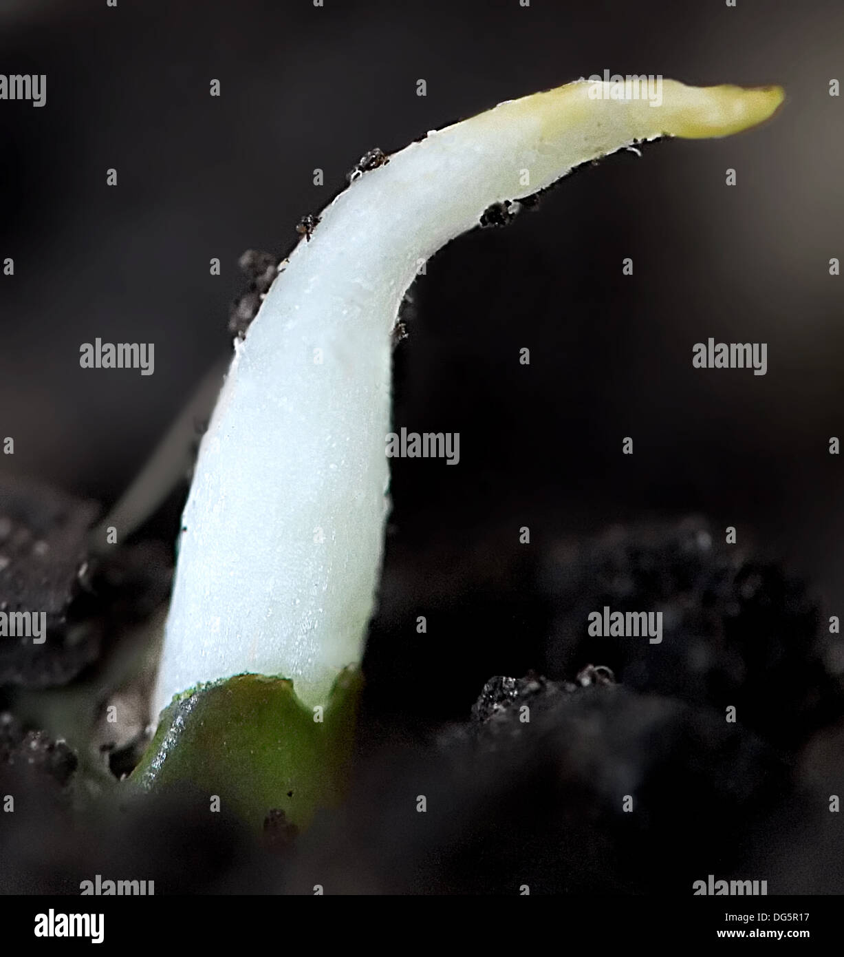 Macro shot germinating seed hi-res stock photography and images - Alamy