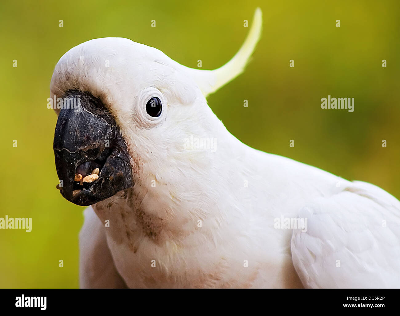 Cockatoo food hi-res stock photography and images - Alamy