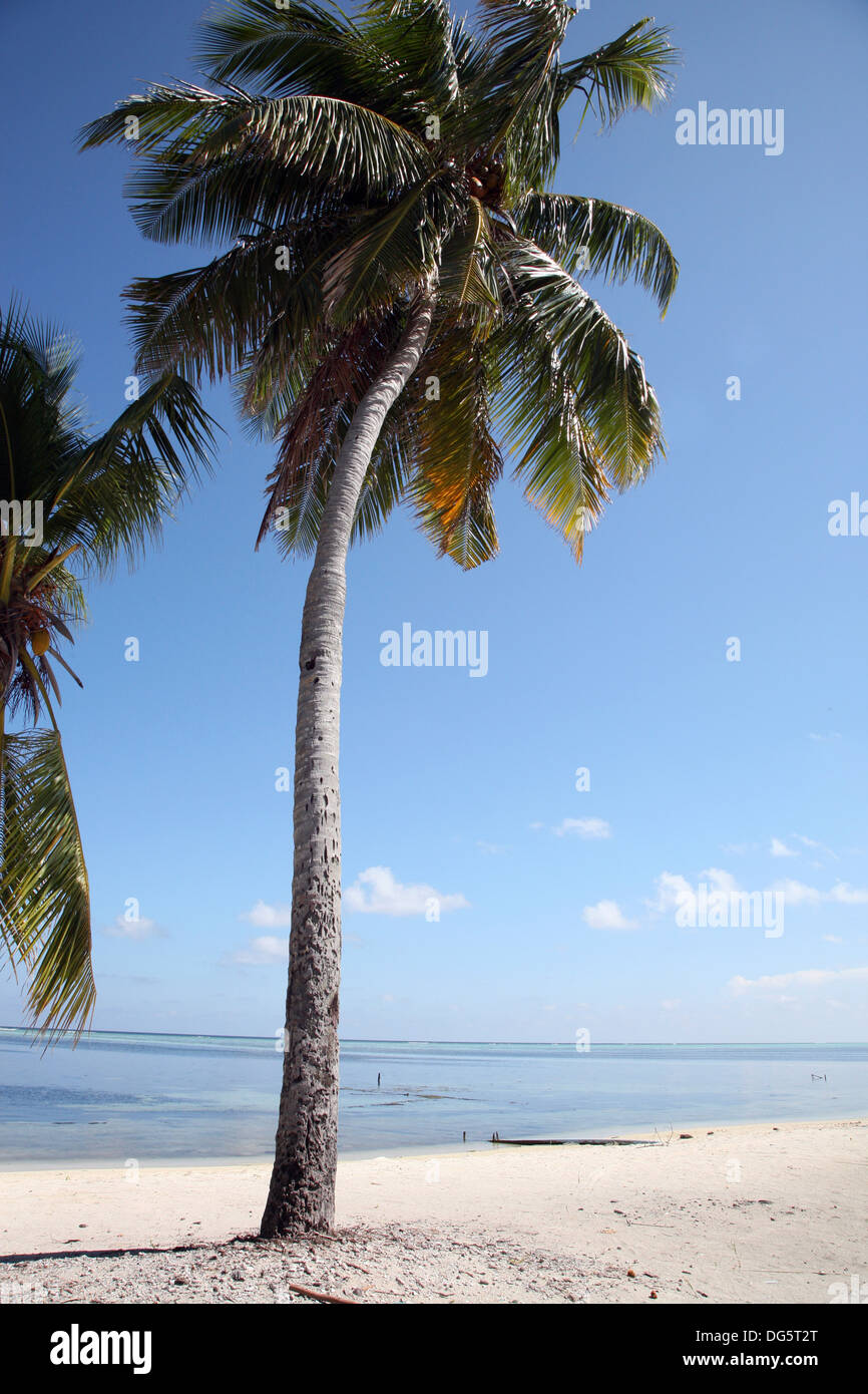 Coconut tree on the beach in the Maldives Stock Photo - Alamy