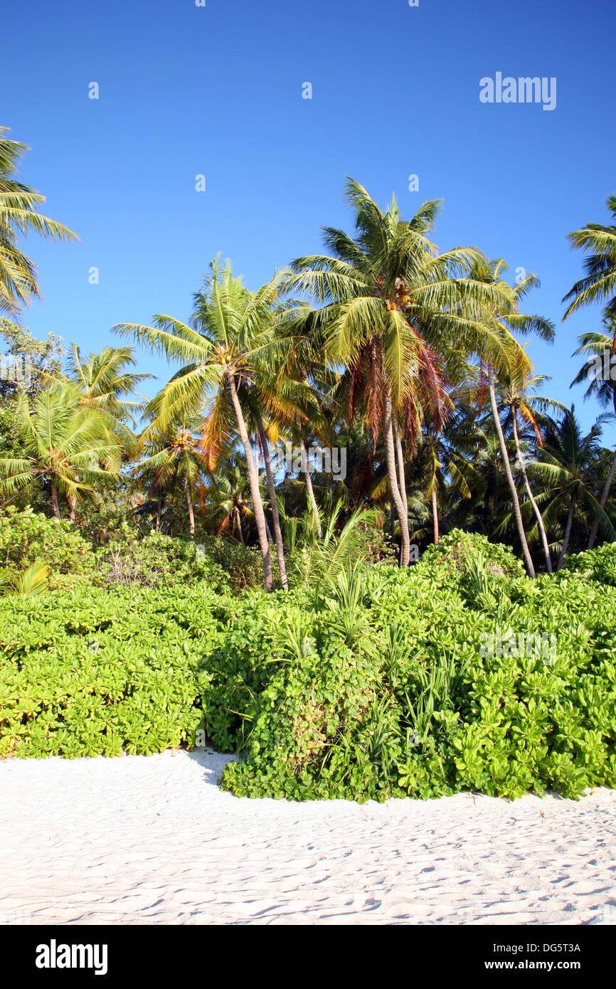 Coconut tree on the beach in the Maldives Stock Photo - Alamy