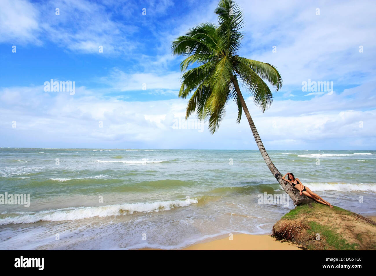 Leaning palm tree hi-res stock photography and images - Alamy