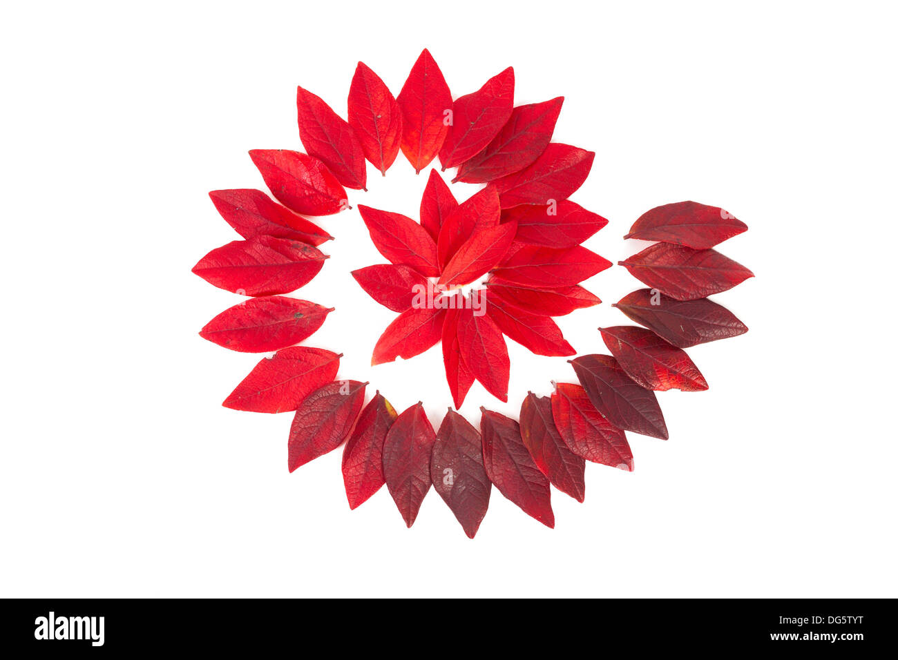 Old red leaves Cut Out Stock Images & Pictures - Alamy
