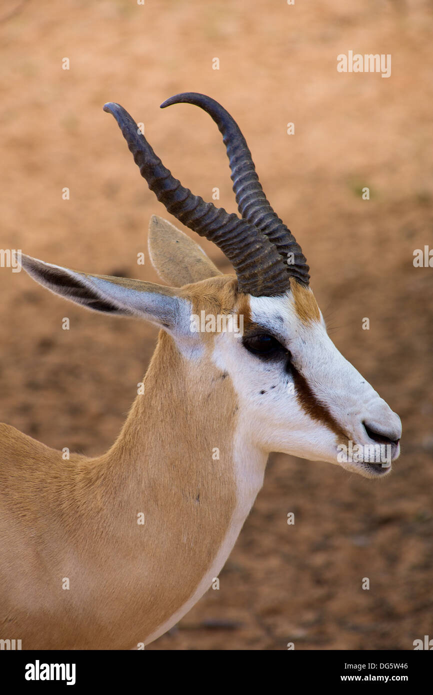 Baby Springbok in the Kalahari desert Stock Photo - Alamy