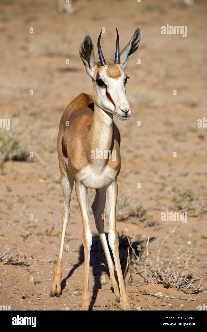 Baby Springbok in the Kalahari desert Stock Photo - Alamy