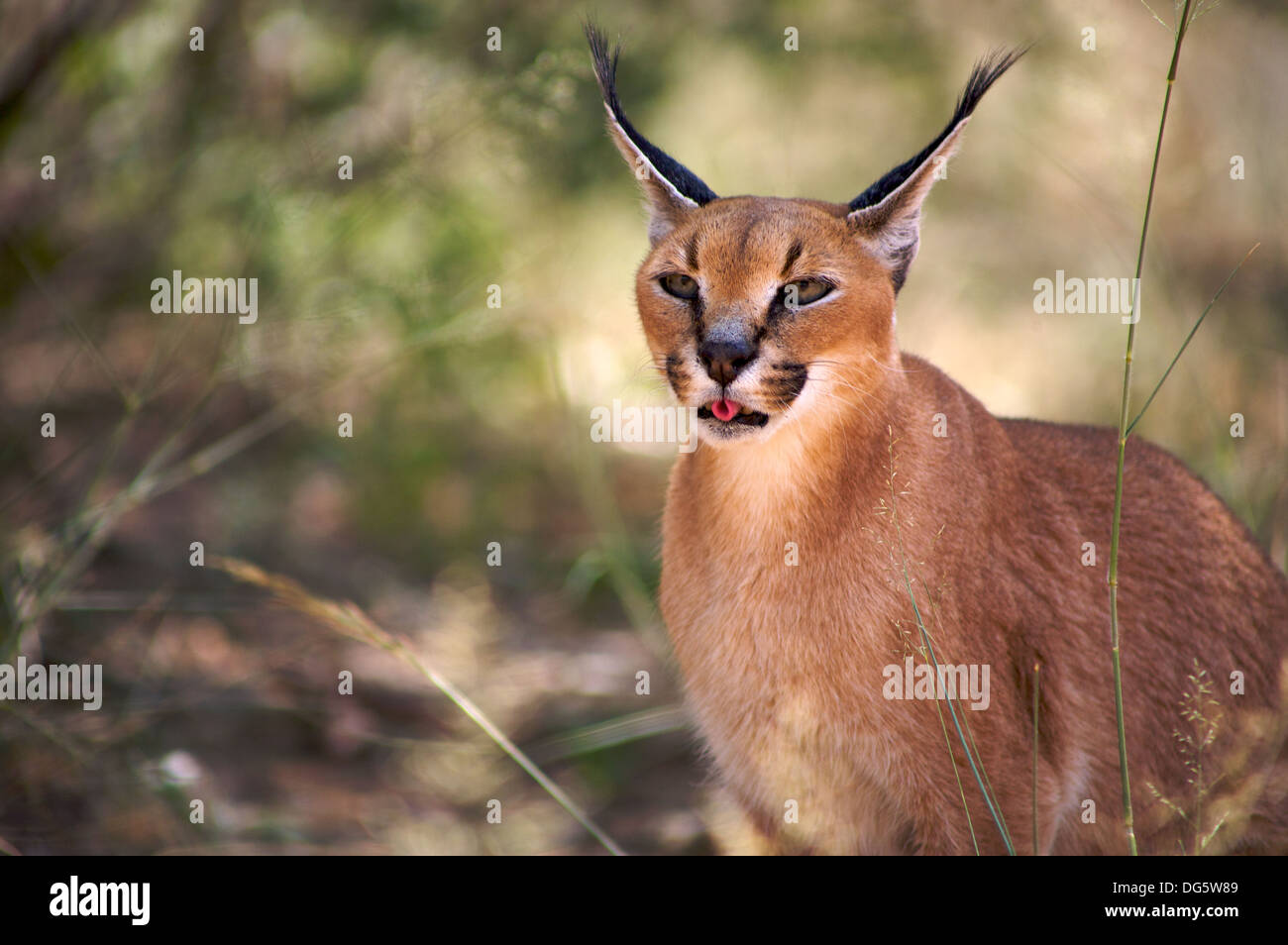 Caracal Cat Hunting