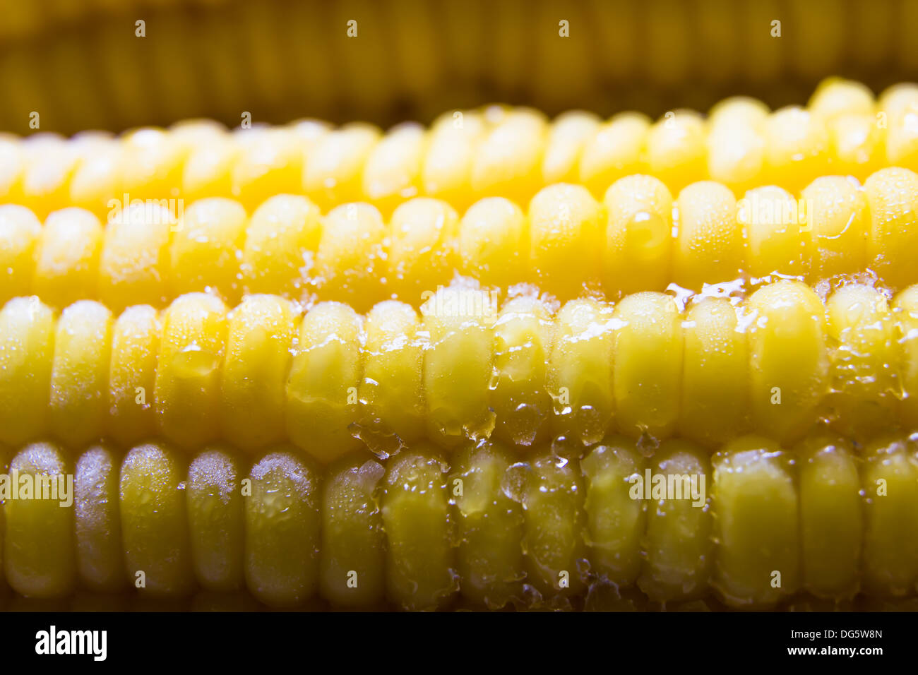 Sweet corn out of the refrigerator Stock Photo - Alamy