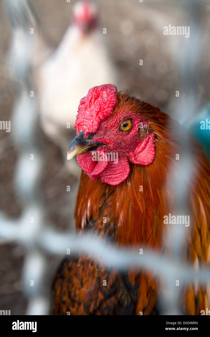 Hen with pen hi-res stock photography and images - Alamy