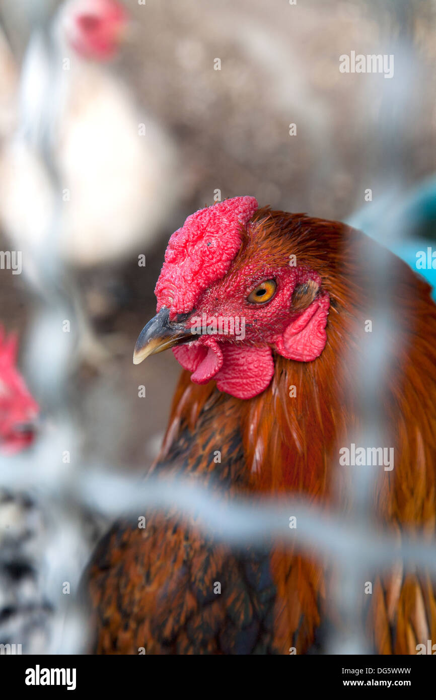 head shot of hen in pen, Barcelona, Spain Stock Photo - Alamy